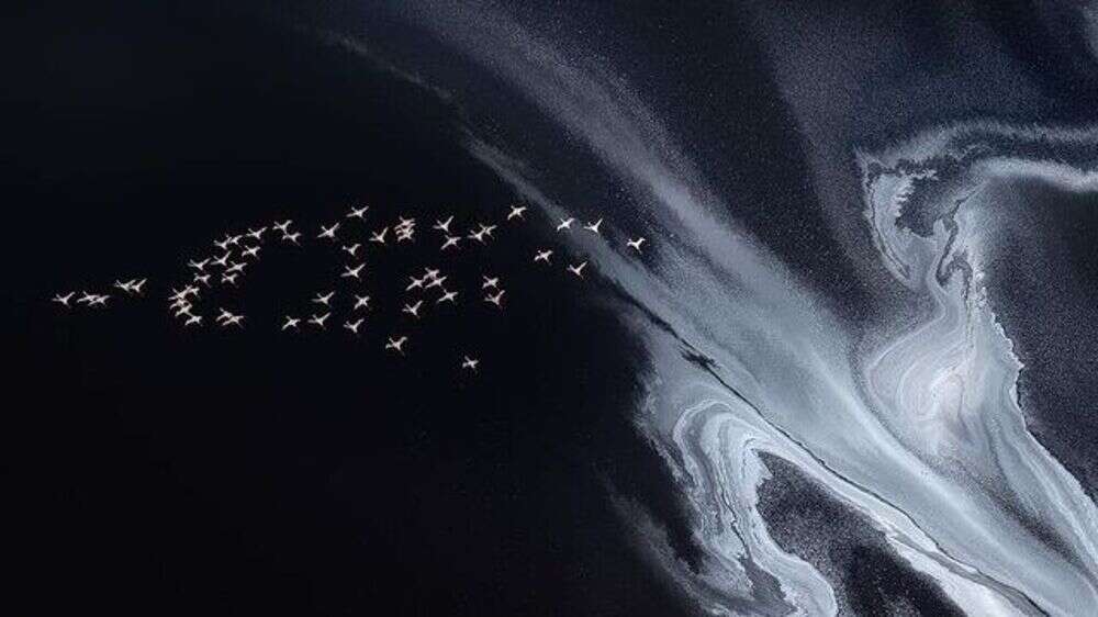 Stunning wildlife photos shot by award-winner Thomas Vijayan | The ...