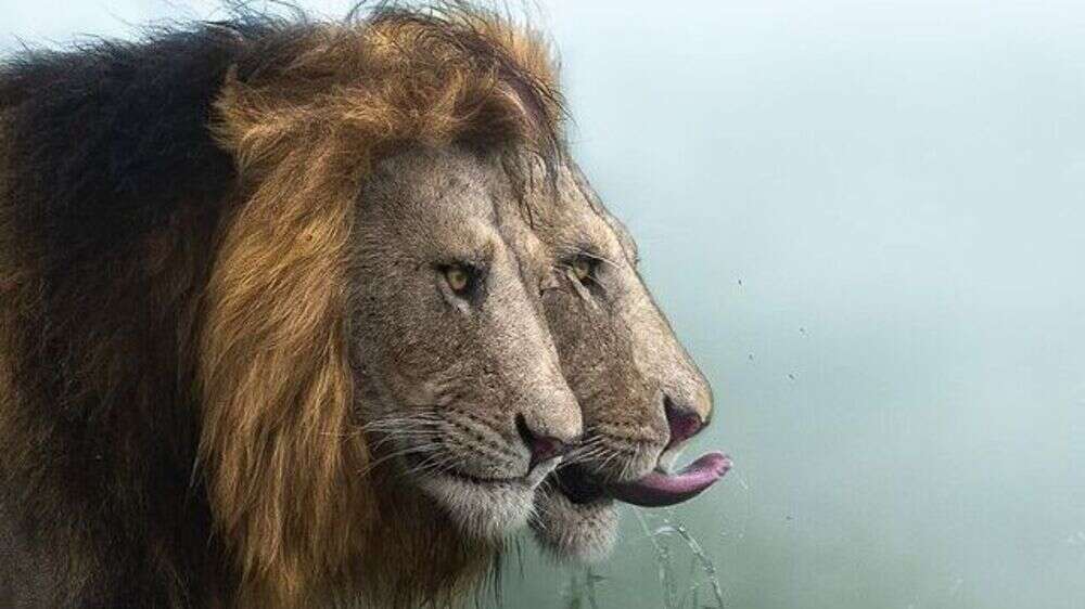 Stunning wildlife photos shot by award-winner Thomas Vijayan | The ...