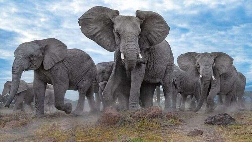 Stunning wildlife photos shot by award-winner Thomas Vijayan | The ...