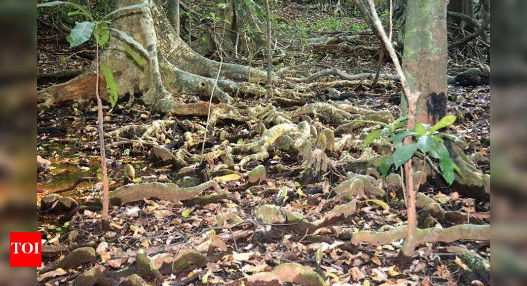 Netravali’s Myristica swamp forests await protection | Goa News - Times ...