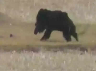 Tamil Nadu farmer injured in bear attack | Chennai News - Times of India
