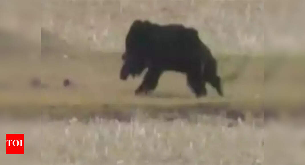 Tamil Nadu farmer injured in bear attack | Chennai News - Times of India