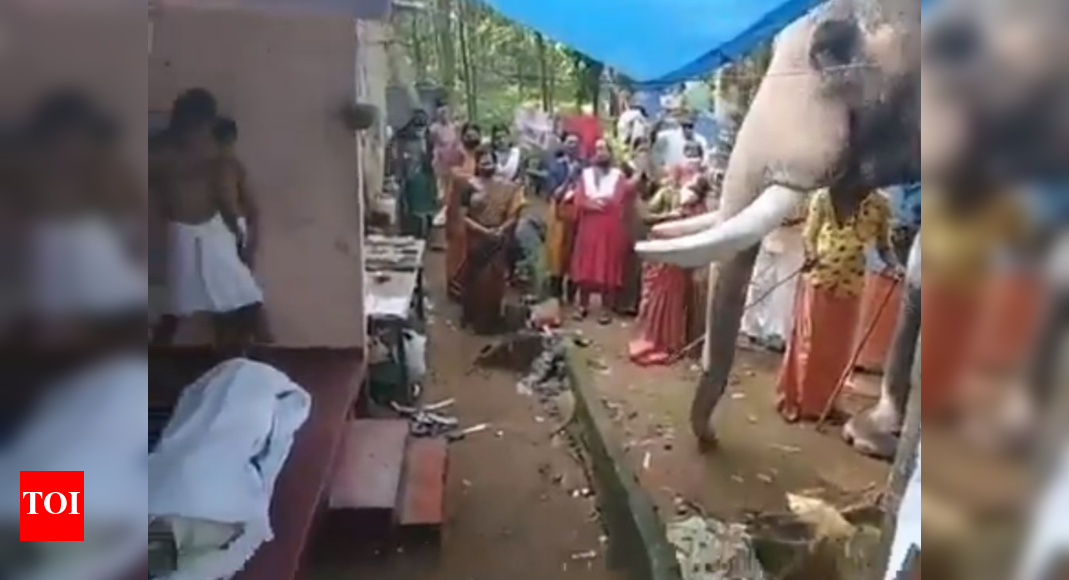 Video of elephant bidding farewell to dead Kerala Mahout goes viral ...