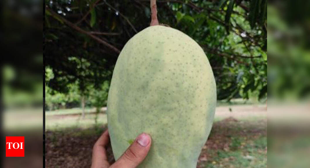 Noorjahan mangoes having roots in Afghanistan being cultivated in ...