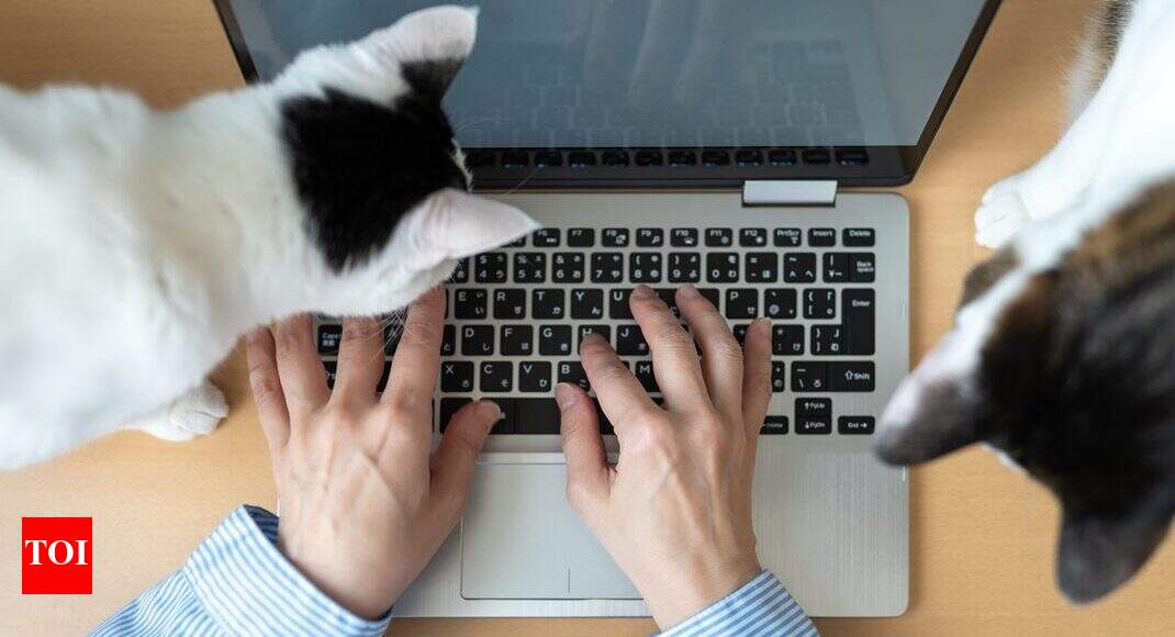 How to stay productive while working from home with your cat - Times of ...