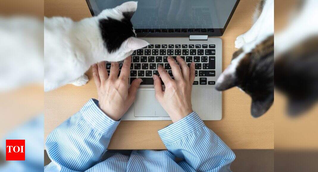 How to stay productive while working from home with your cat - Times of ...