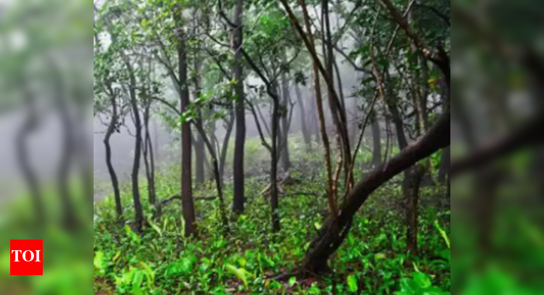 Forest cover increases by 1,049 hectares in Coimbatore division ...