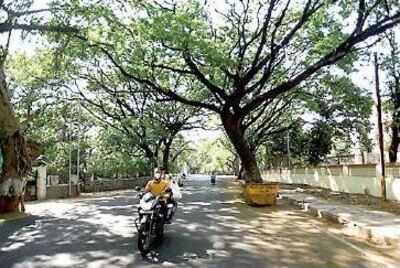 Maharashtra to give heritage tag to trees that are over 50 years old ...