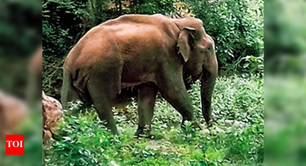 Coimbatore: Forest cover grows by 1,050 hectares | Coimbatore News ...