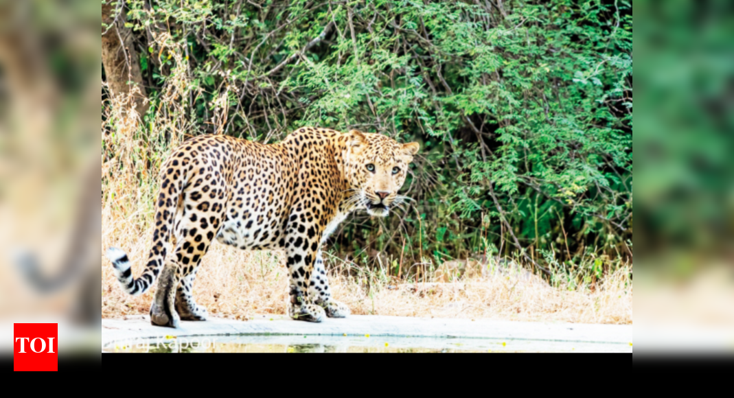 Rajasthan: 32 leopards died or went missing in nine years from Jhalana ...