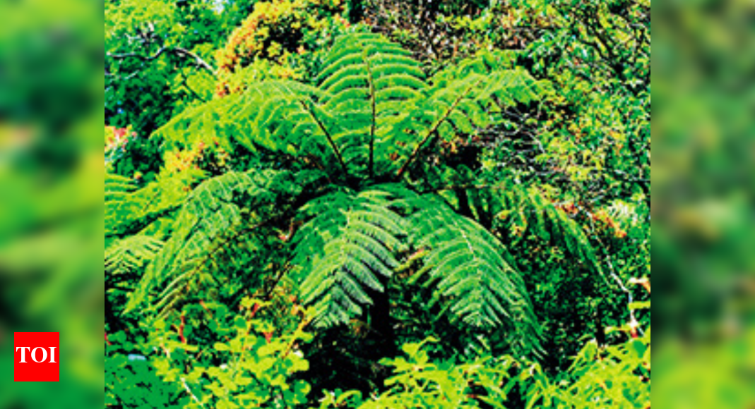 Kerala: In a first, tree fern named as flagship icon of a national park ...
