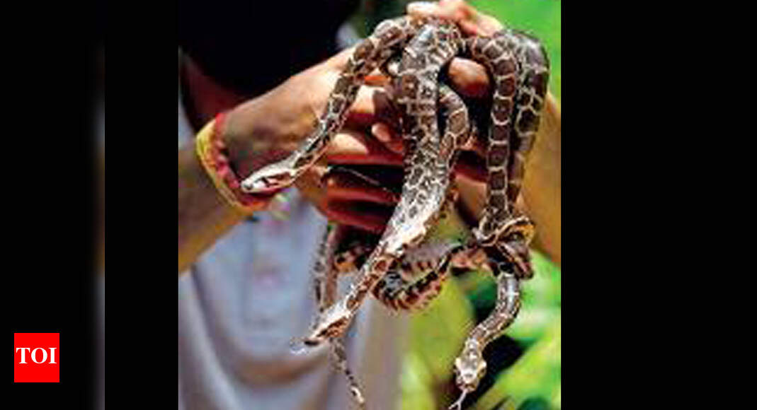 Chennai: No income, Snake Park staring at closure | Chennai News ...