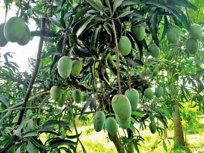 Gujarat: Flattened mango farms to be revived with new tech | Rajkot ...