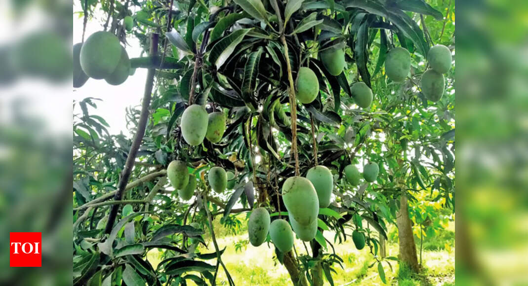 Gujarat: Flattened mango farms to be revived with new tech | Rajkot ...