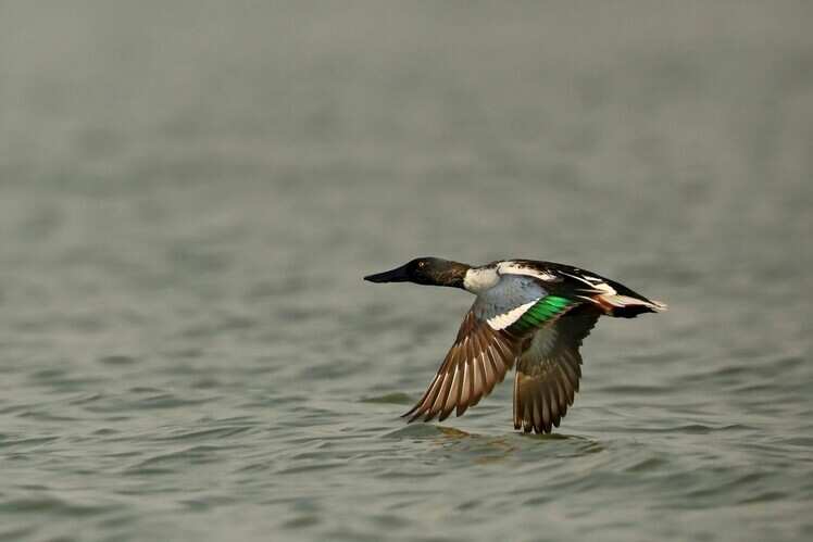 Birdwatching hotspots in Maharashtra | Times of India Travel