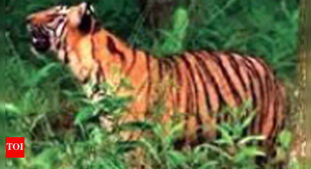 Bihar: Tiger strays 130km from VTR, creates panic among villagers ...
