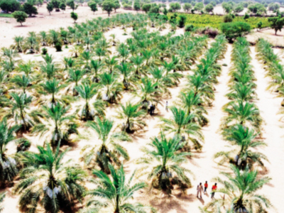 Rajasthan: Fruits and two crops in midst of Thar desert | Jaipur News ...