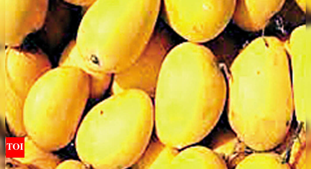 Jardalu mangoes from Bihar's Bhagalpur exported to UK | Patna News ...