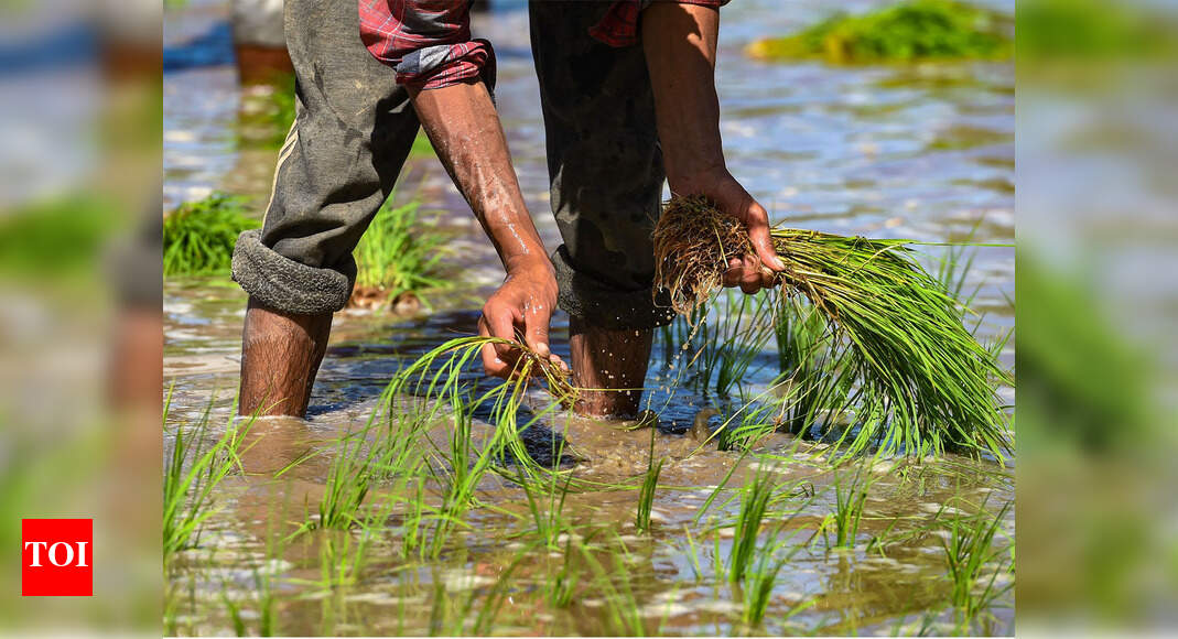 ‘Reduce paddy, save Punjab’ campaign propagates permaculture to save ...