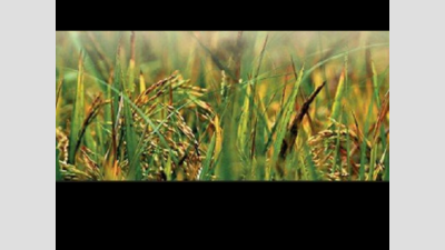 Andhra Pradesh: Paddy procurement dues to be cleared in a week ...