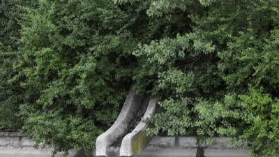 Conservationists race to protect rich wildlife on edge of Bucharest ...