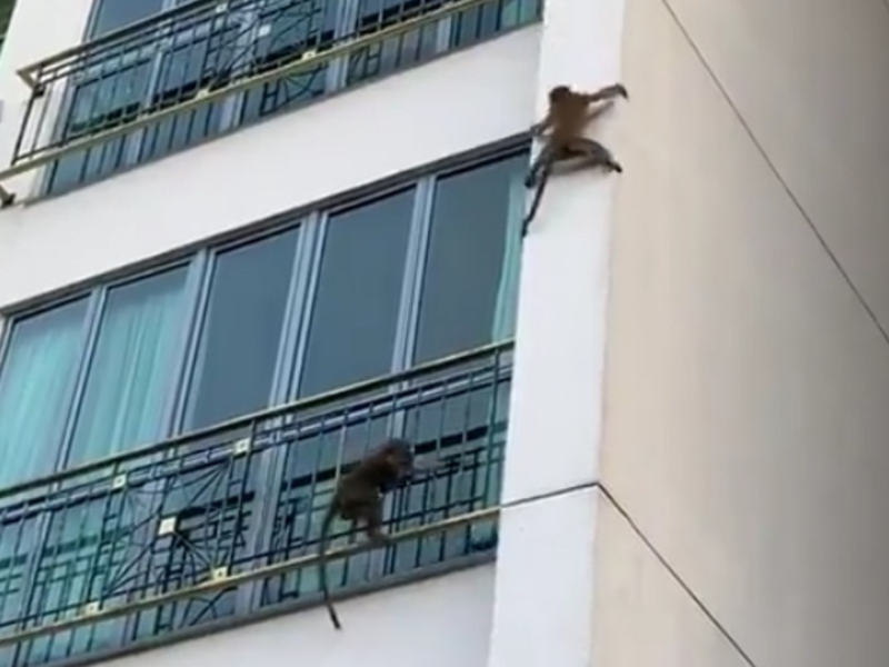 Viral video shows monkeys climbing down a building in sync - Times of India