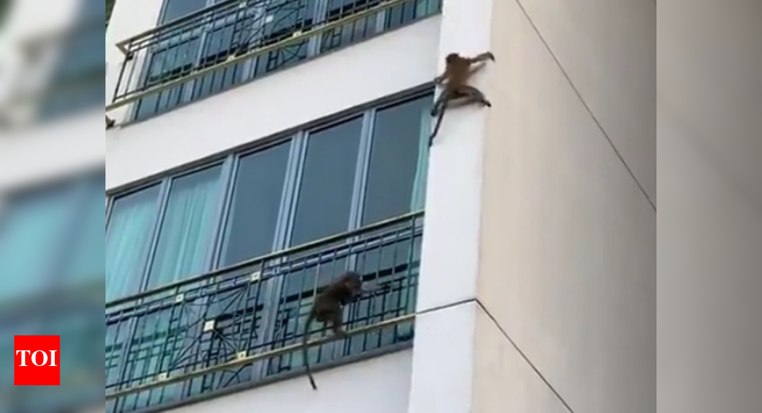 Viral video shows monkeys climbing down a building in sync - Times of India