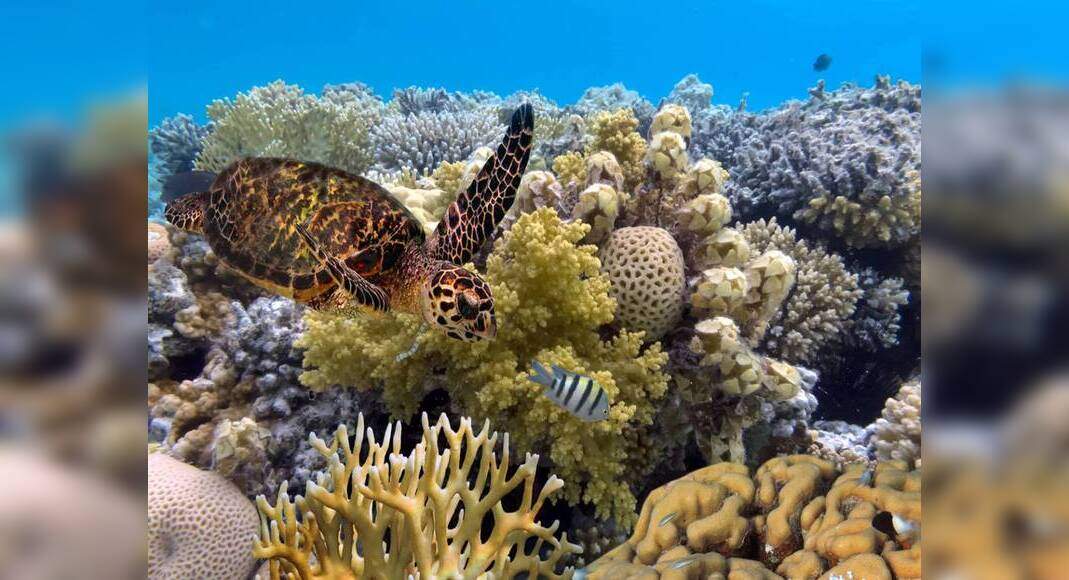 Great Barrier Reef: UN suggests that the Great Barrier Reef should be "in danger" list | TimesTravel