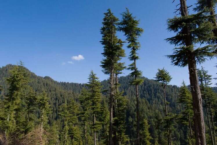 Fagu—the untouched secret in the Himalayas | Times of India Travel