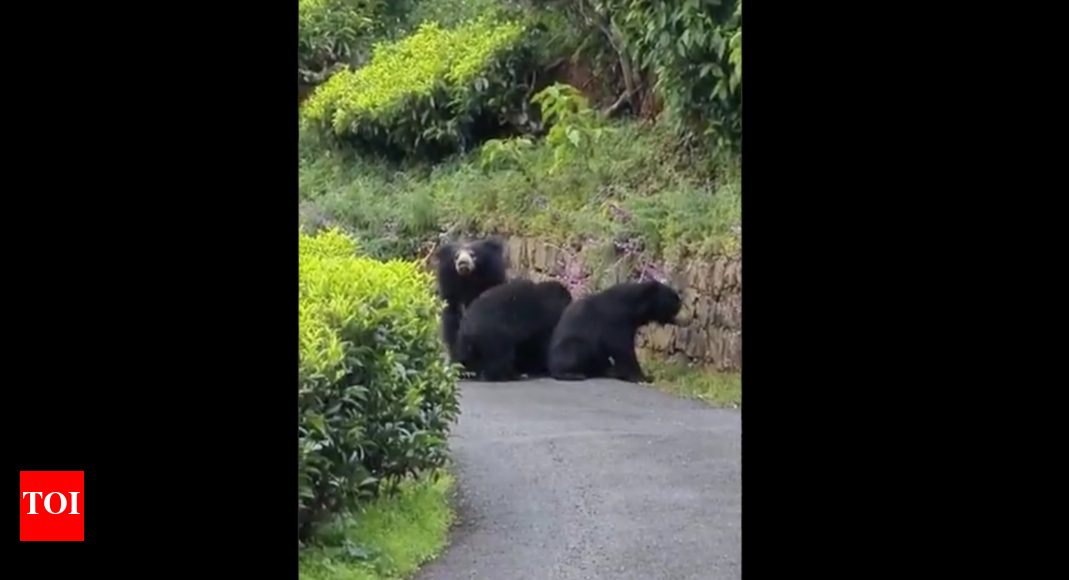 Bear charges towards a rider in viral video - Times of India