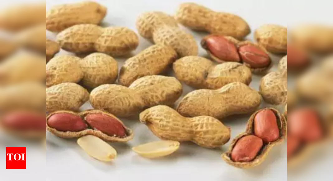 Gujarat farmers go for groundnut again | Rajkot News - Times of India