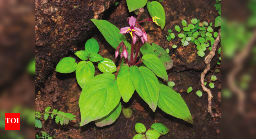 Plant species unlike any in its genus discovered in South Goa | Goa ...
