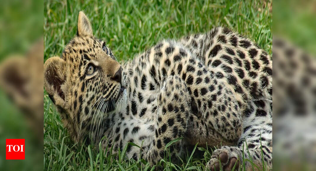Leopard cub found dead in Manjakambai | Coimbatore News - Times of India