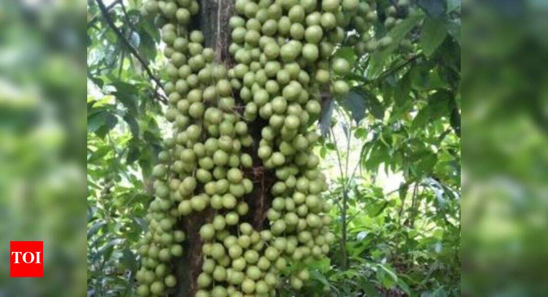 Assam’s ‘leteku’ exported to Dubai | Guwahati News - Times of India
