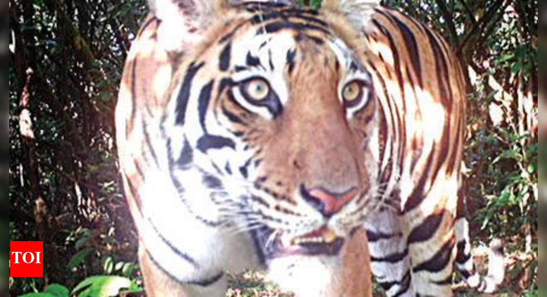 Goa: Dhangar family in Surla loses buffalo to second tiger attack in ...