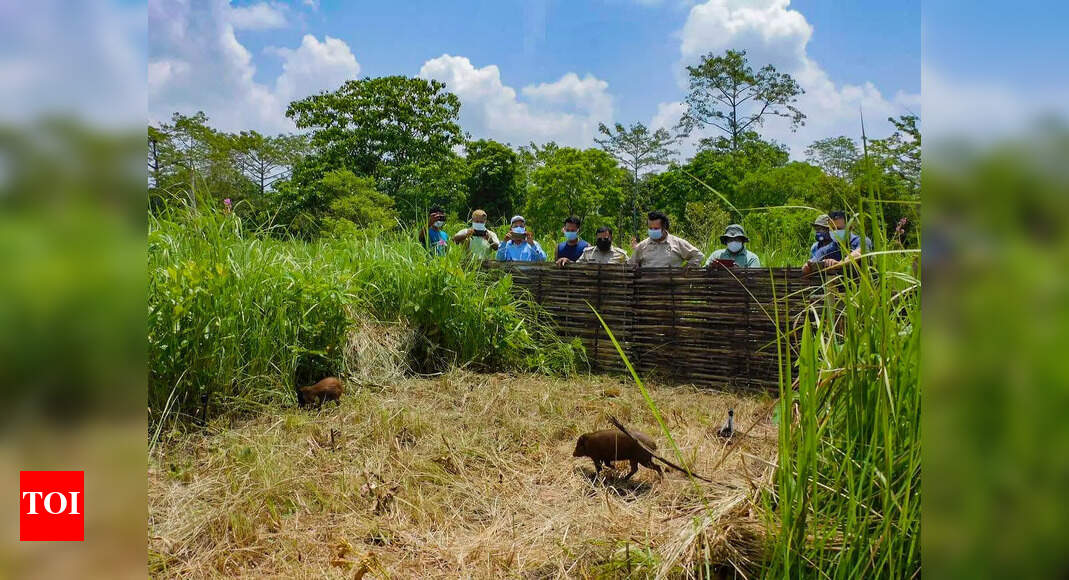 World's smallest hog released into wild in India by conservationists ...