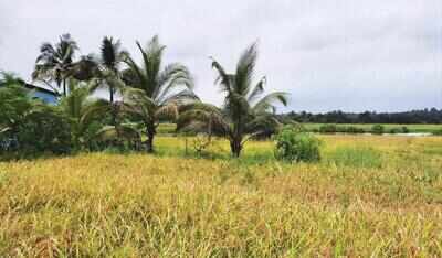 Goa: Pilgao’s fallow khazan land set for revival as first-time farmers ...