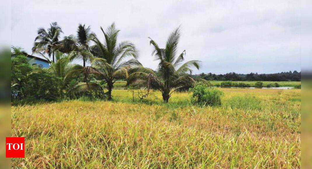 Goa: Pilgao’s fallow khazan land set for revival as first-time farmers ...