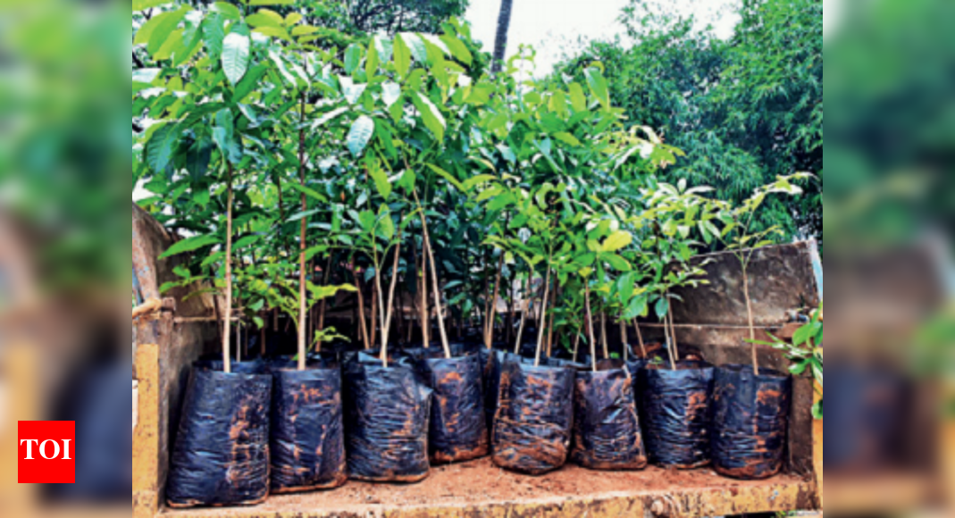 15 lakh saplings ready for distribution in Secunderabad | Hyderabad ...