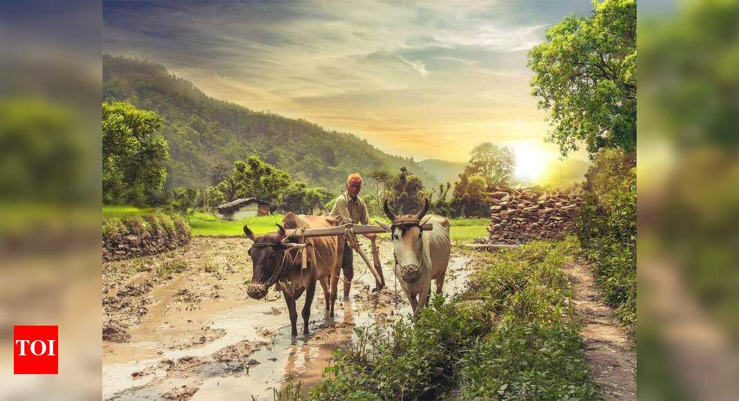 Andhra Pradesh Markfed set to meet farmers’ demand | Amaravati News ...