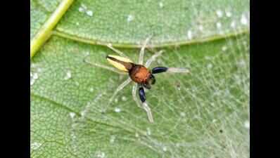 Maharashtra: One of 2 new jumping spider species named after cop who ...