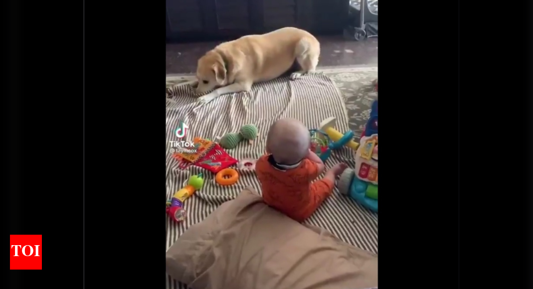 Viral video shows dog doing entertaining tricks for toddler - The Times ...