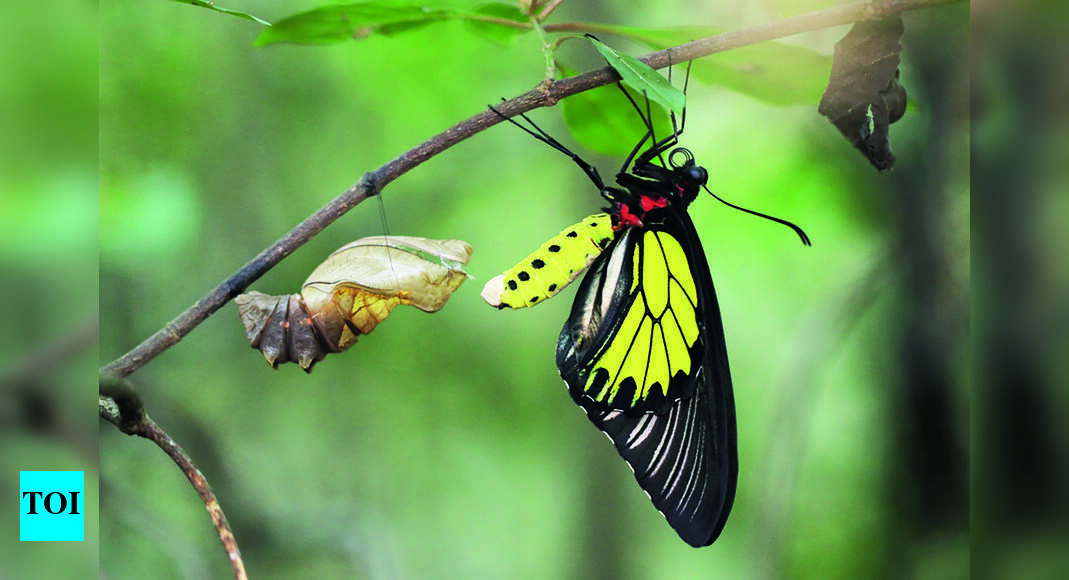 Documentary on butterflies' life big hit among online audience ...