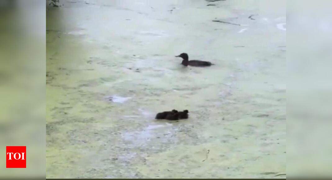 Mother duck playing hide and seek with her ducklings wins the hearts of ...