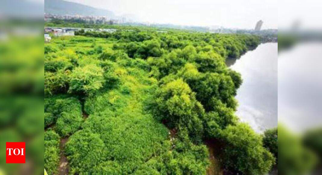 Maharashtra: Mangrove ‘graveyard’ now springs back to life, turns into ...