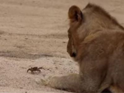 Viral video shows lions fascinated by a crab's presence - Times of India