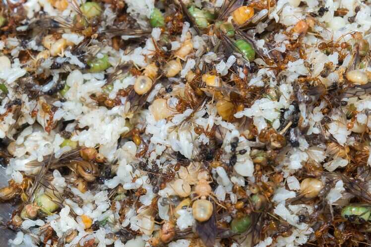 Unbelievably weird food of India | Times of India Travel