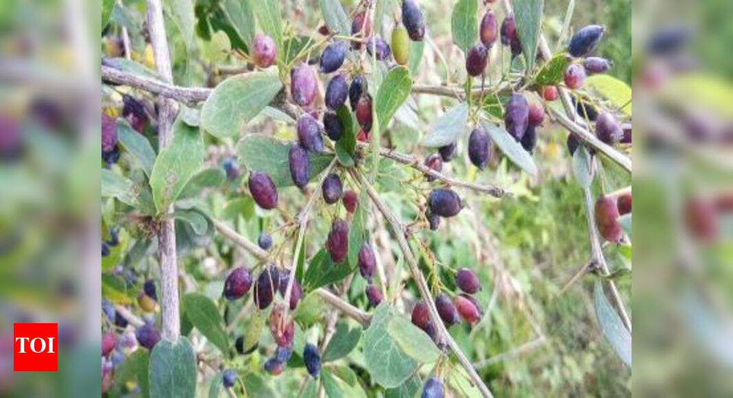 No takers for Mussoorie’s seasonal wild berries this year | Dehradun ...