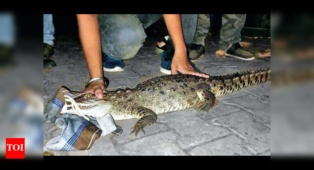 Gujarat: Crocodile ventures near housing society in Bil | Vadodara News ...