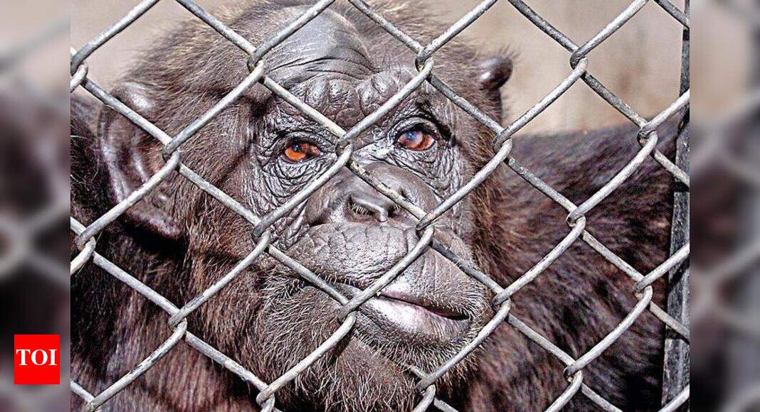 Delhi zoo to manage stress levels in caged animals | Delhi News - Times ...